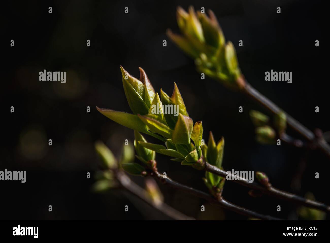 Les premières feuilles d'un arbuste ornemental au printemps sous la ...