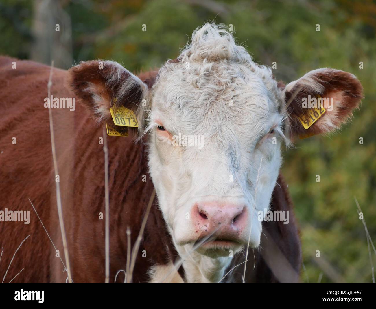 Oreilles de vache Banque de photographies et d’images à haute ...