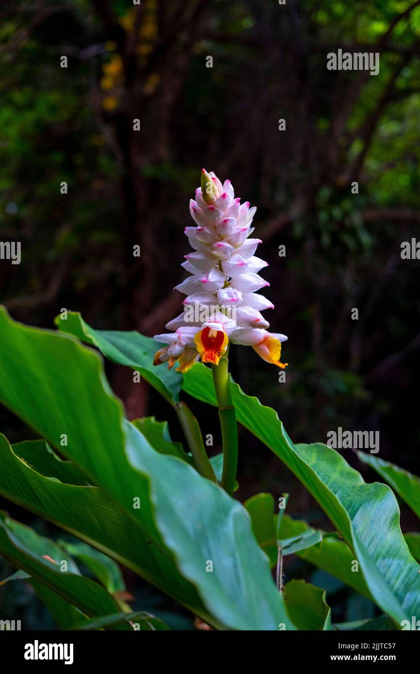 Gingembre alpinia Banque de photographies et d’images à haute ...