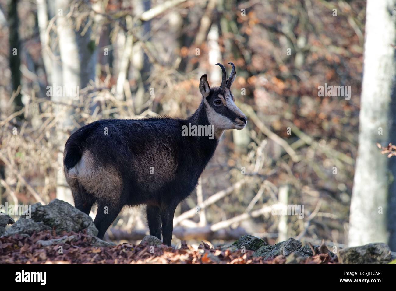 Chèvre alpin chamoisée Banque de photographies et d’images à haute ...