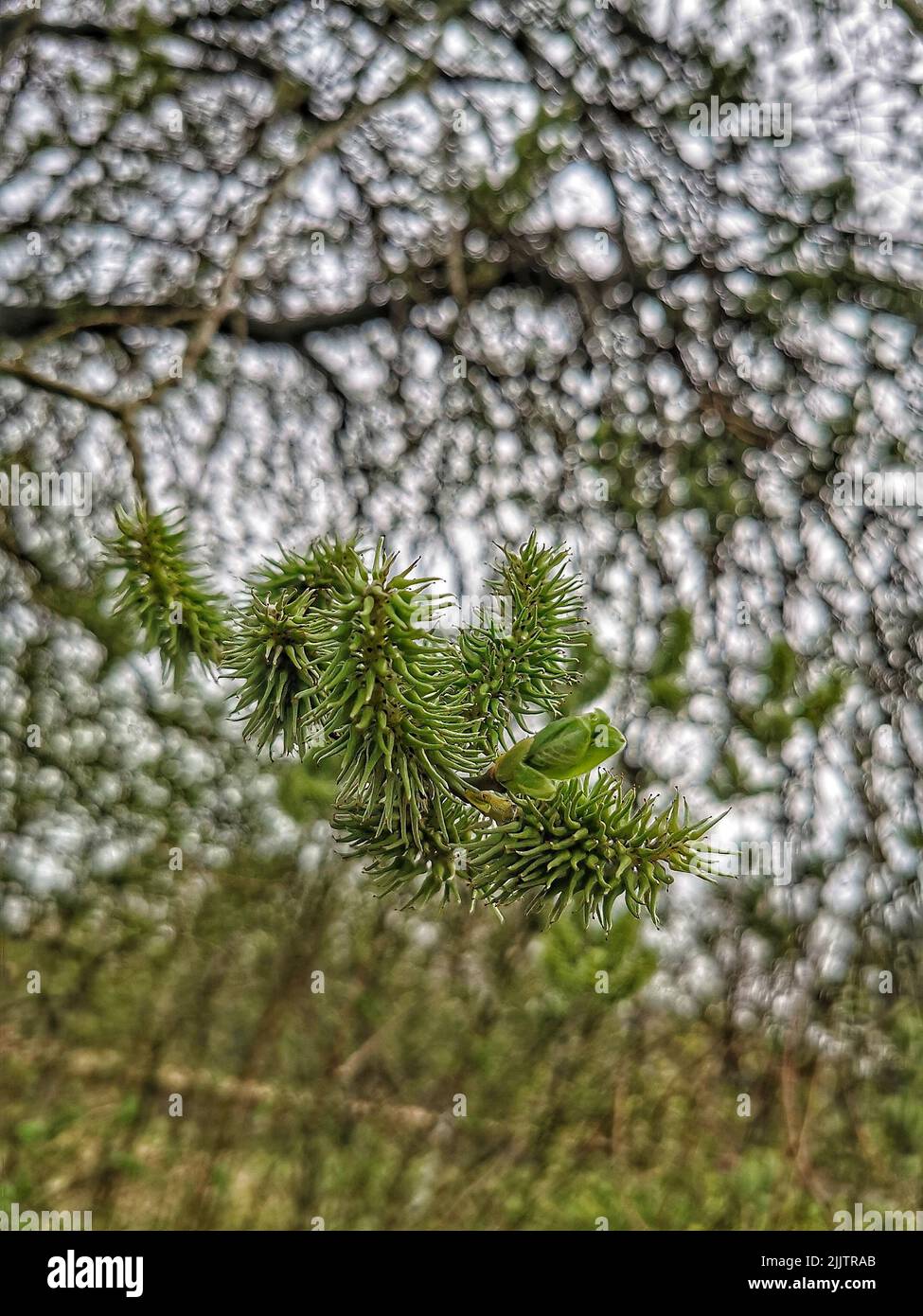 Coniferales plants Banque de photographies et d’images à haute ...