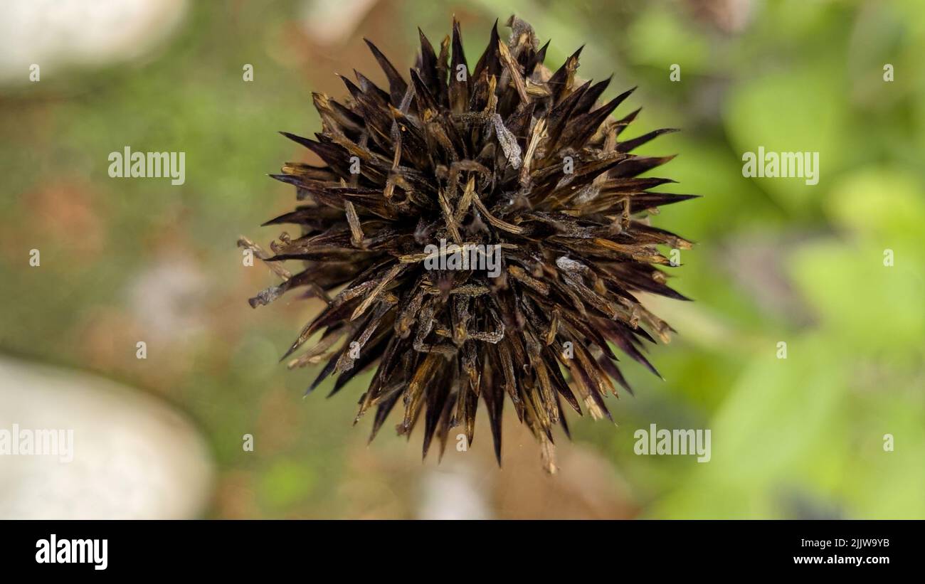 tête de graine de spiky séchée d'une fleur de chardon dans le jardin en ...