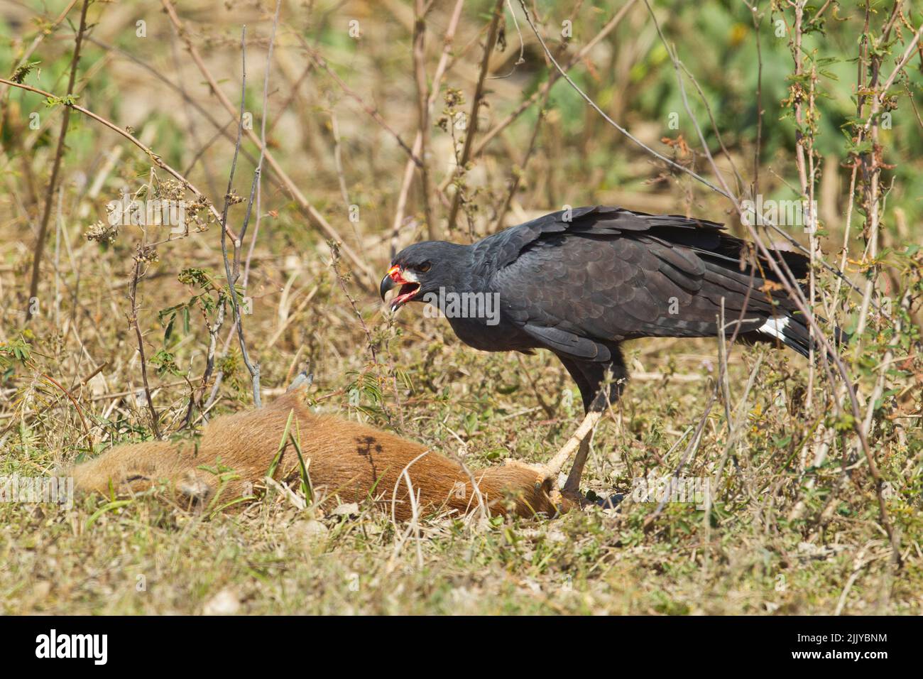 Grand faucon noir (Buteogallus urubitinga) se nourrissant sur un ...
