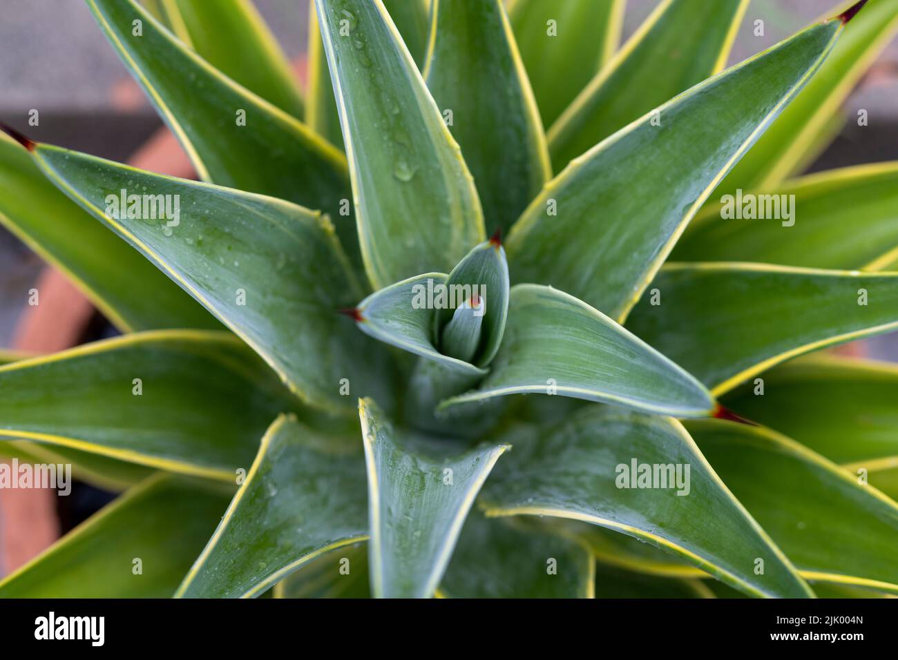 Feuilles pointues succulentes Banque de photographies et d’images à ...