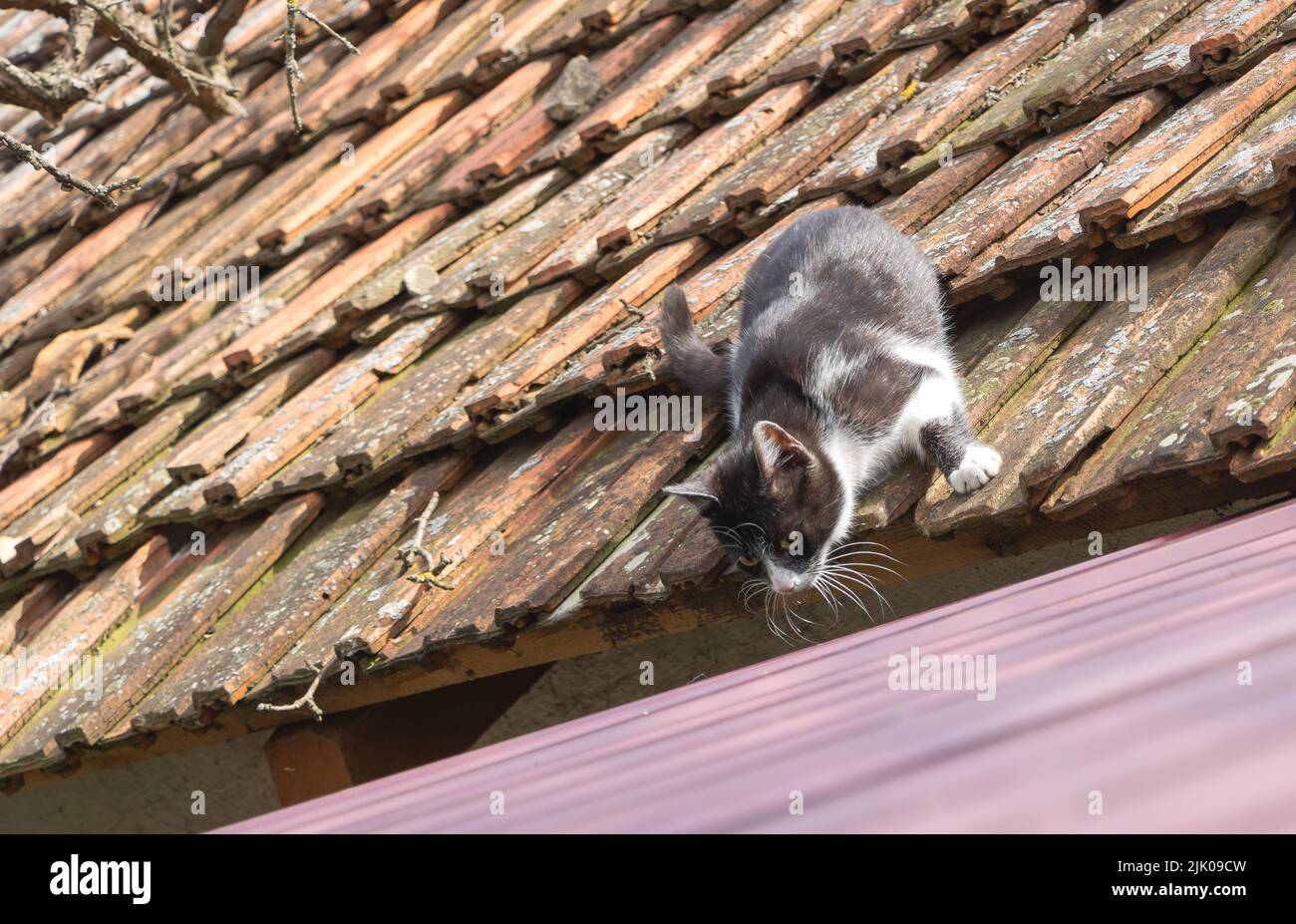 Chat noir sur le toit Banque de photographies et d’images à haute ...