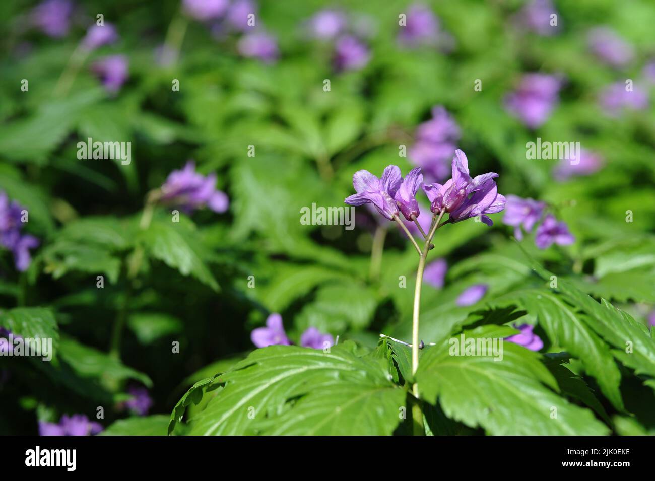 Cardamine glanduligera Banque de photographies et d’images à haute ...