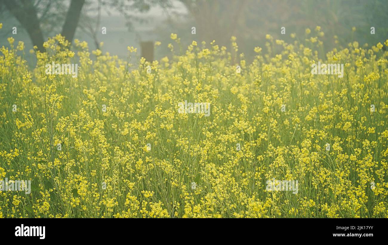 Fleurs de moutarde et matin brumeux, fleurs de moutarde dans les champs ...