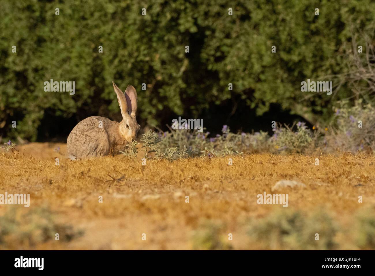 Lepus capensis Banque de photographies et d’images à haute résolution ...