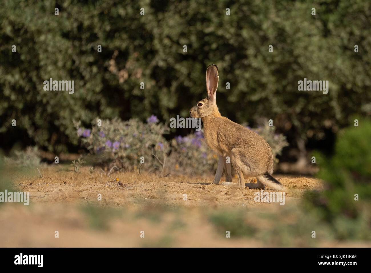 Lepus capensis Banque de photographies et d’images à haute résolution ...