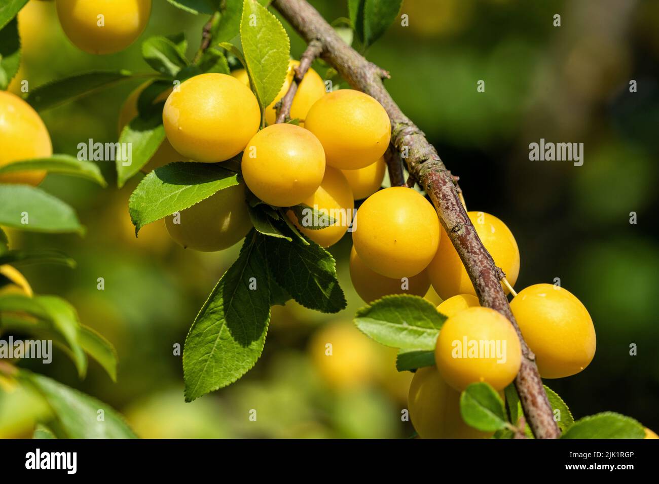 Arbre mirabelles Banque de photographies et d’images à haute résolution ...