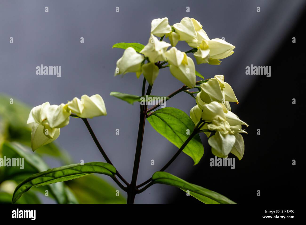 Plante coeur saignant rouge Banque de photographies et d’images à haute ...