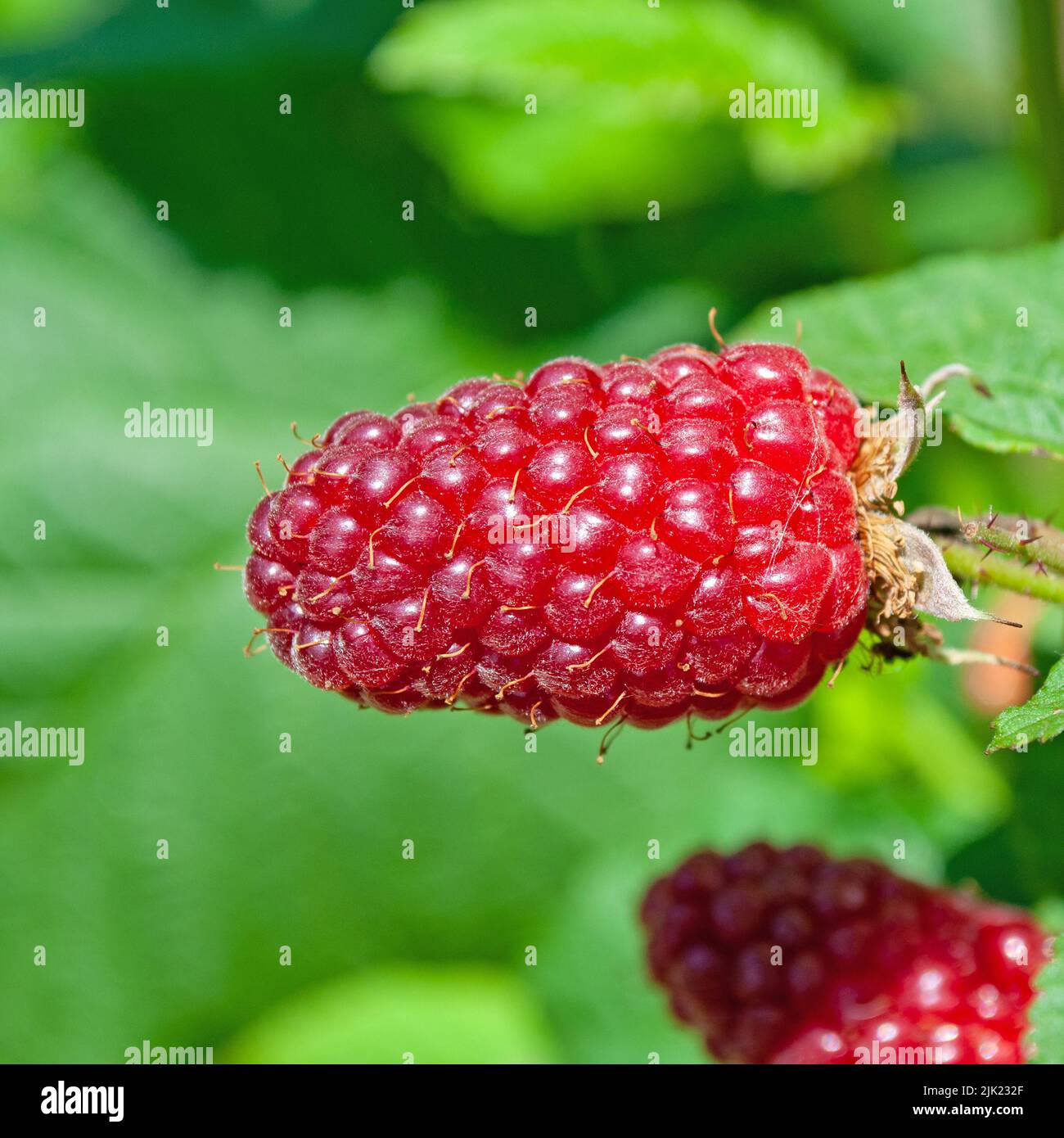 Tayberry fruit Banque de photographies et d’images à haute résolution ...