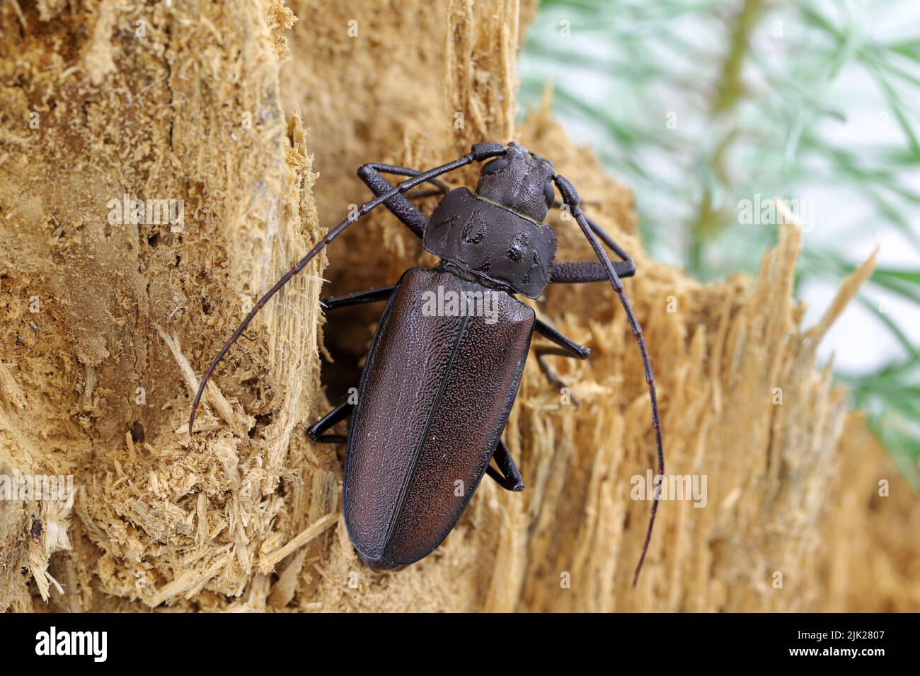 Carpenter longhorn, coléoptère à longues cornes (Ergates faber), mâle ...