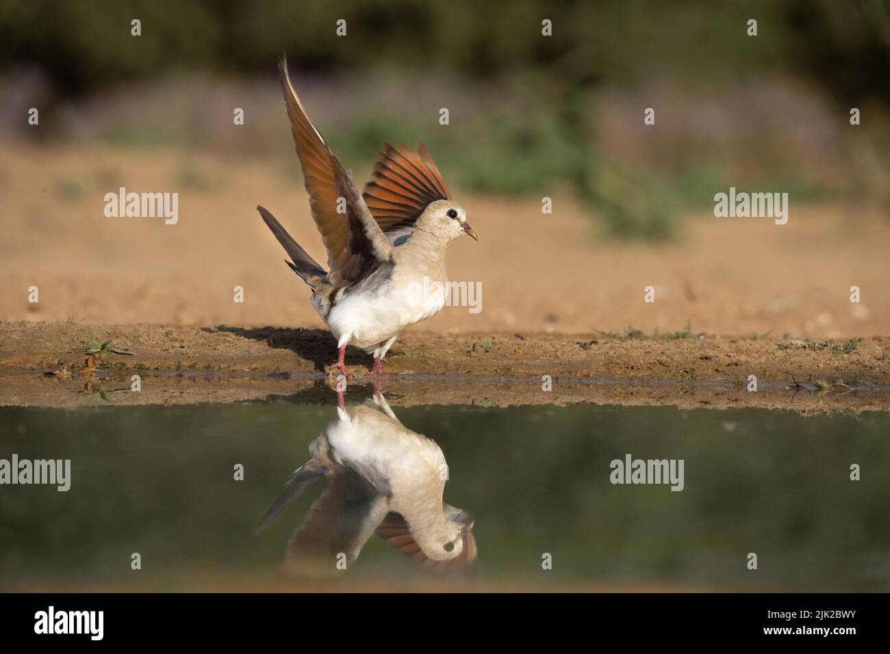 Oena capensis Banque de photographies et d’images à haute résolution ...