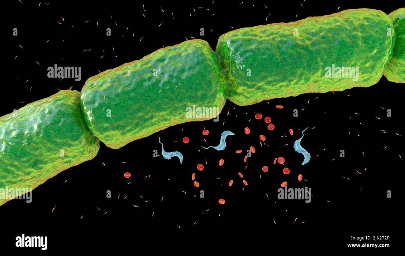 Illustration montrant un filament de Thiomargarita magifica (vert), de ...