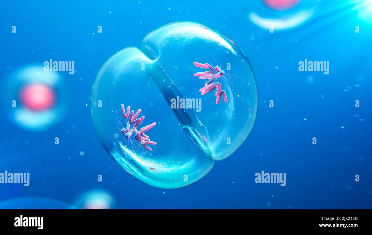 Illustration d'une cellule au cours de la télophase de la mitose ...
