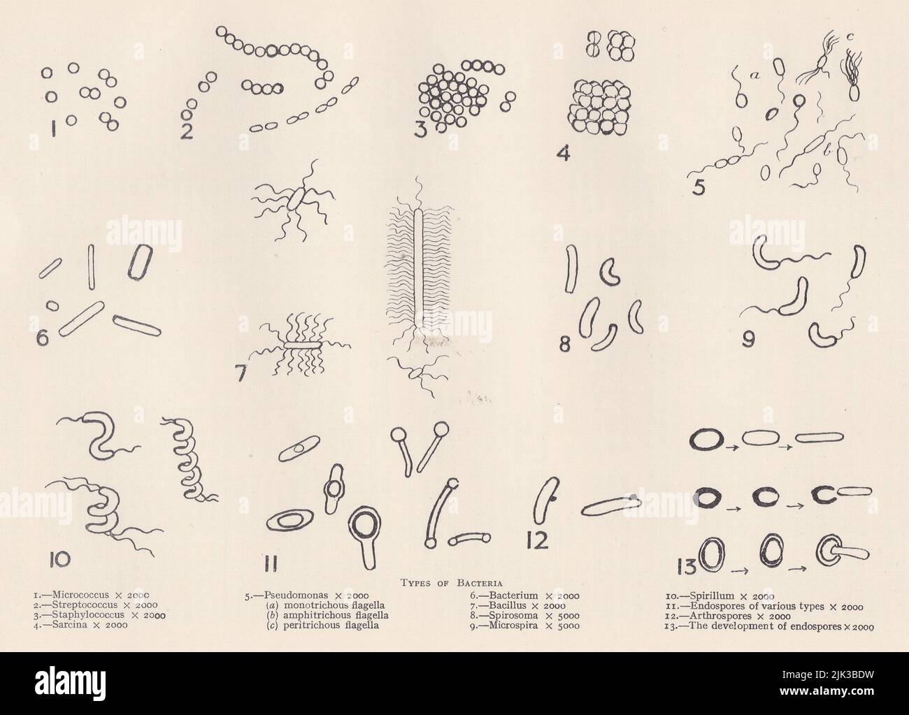 Diagrammes millésimés des types de bactéries Photo Stock - Alamy