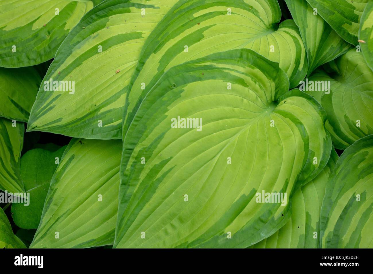 Hosta albo picta Banque de photographies et d’images à haute résolution ...