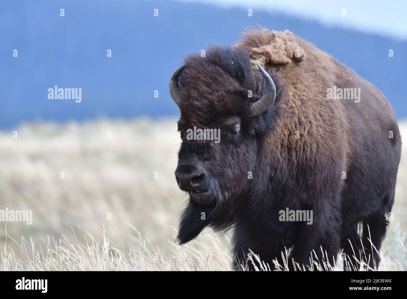 Giant bison Banque de photographies et d’images à haute résolution - Alamy