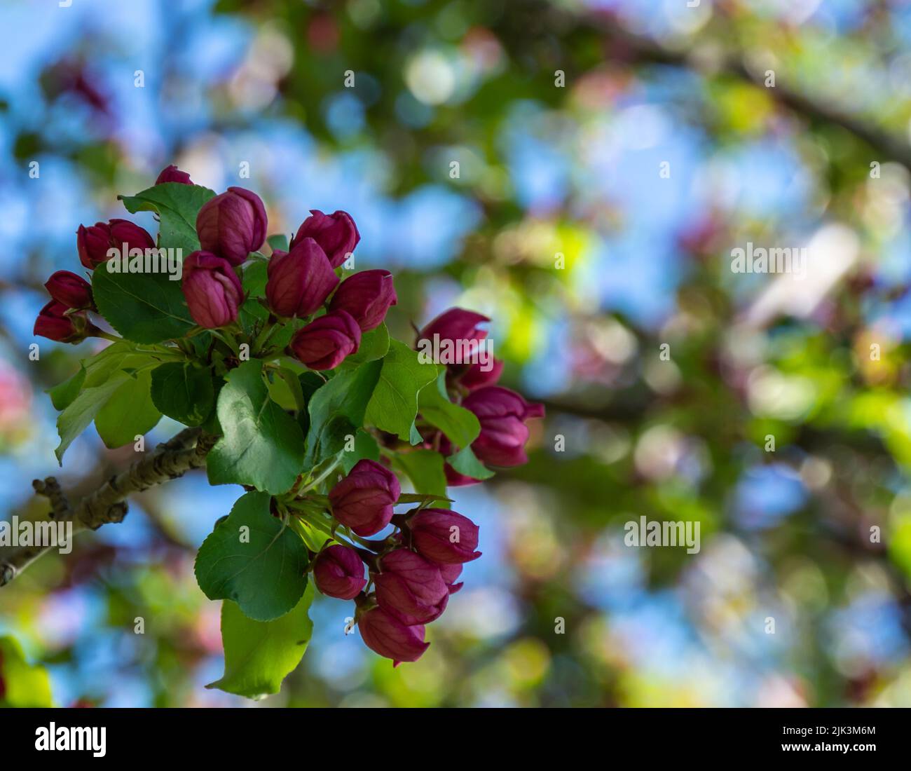 Gros plan de la fleur rose sur un pommier sauvage qui pousse en bordure ...