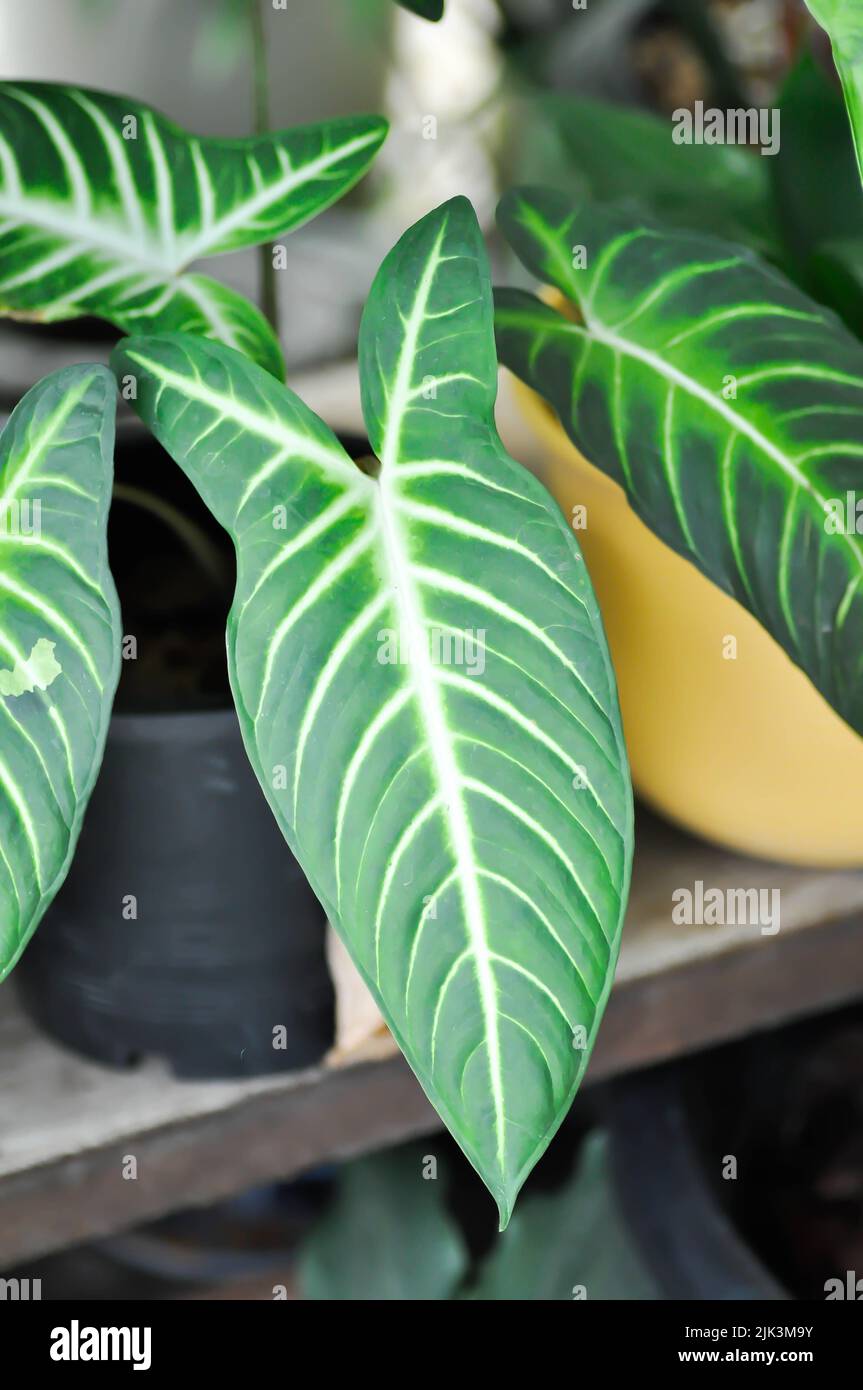 Xanthosoma , ailes d'ange, kale indien ou fleur de spoion ou feuille de ...