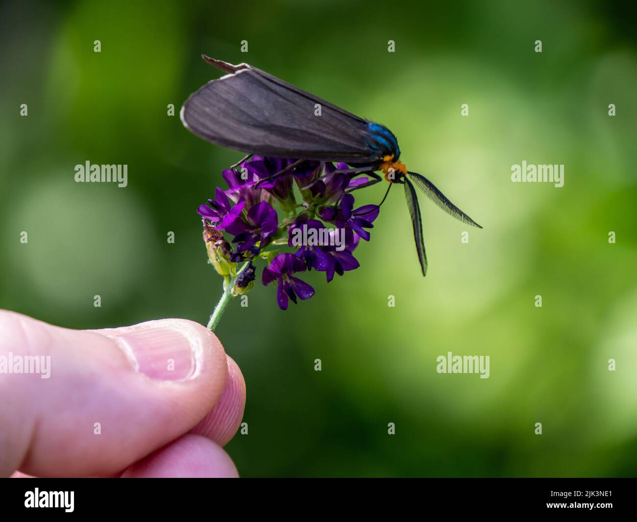 Gros plan d'un papillon de virginie ctenucha qui recueille le nectar d ...
