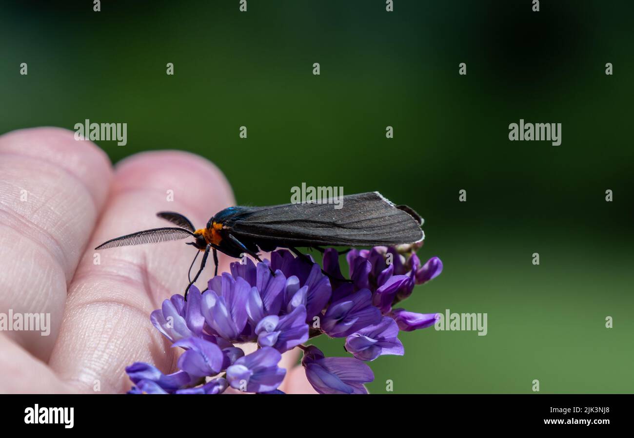 Gros plan d'un papillon de virginie ctenucha qui recueille le nectar d ...