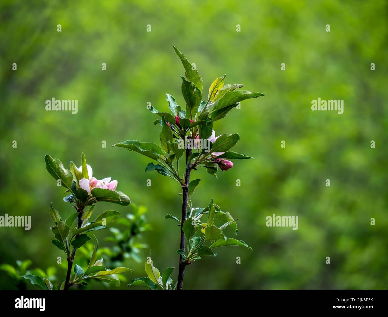 Gros plan des fleurs roses sur la branche d'un pommier sauvage qui ...