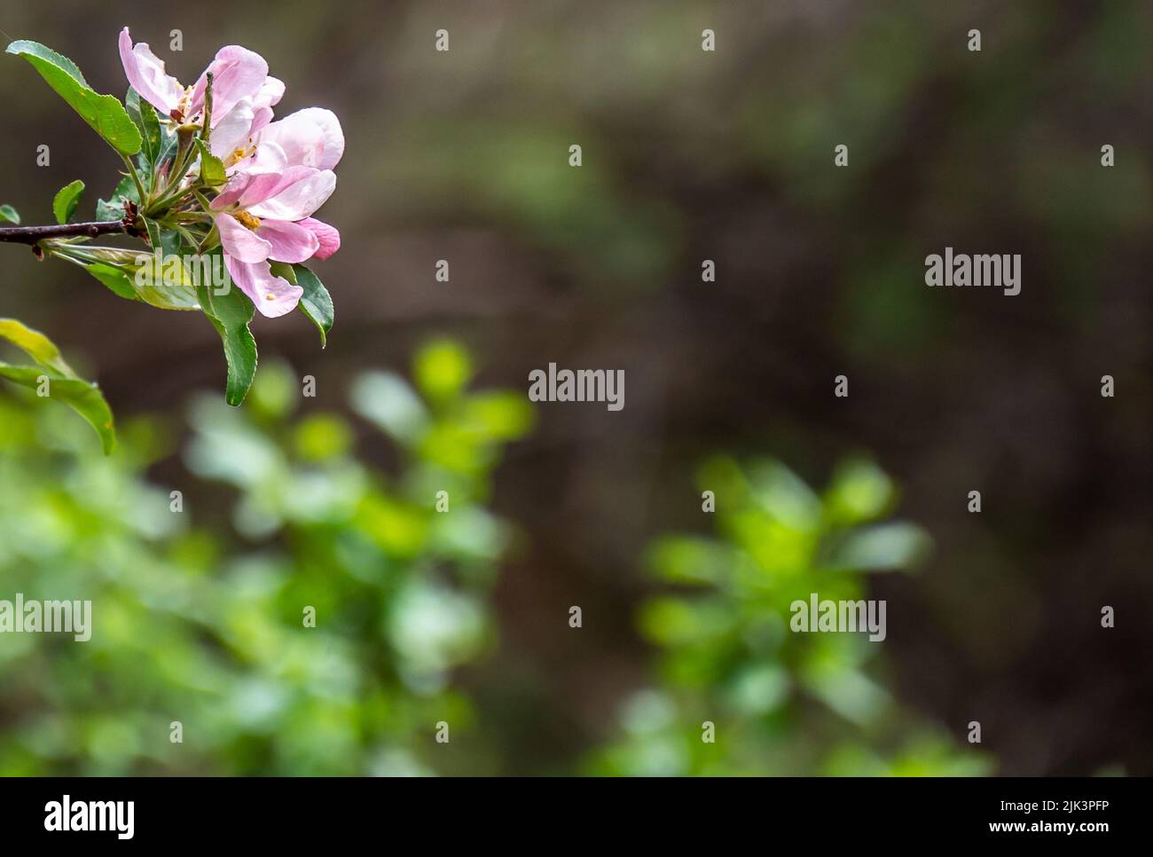 Pommier sauvage Banque de photographies et d’images à haute résolution ...