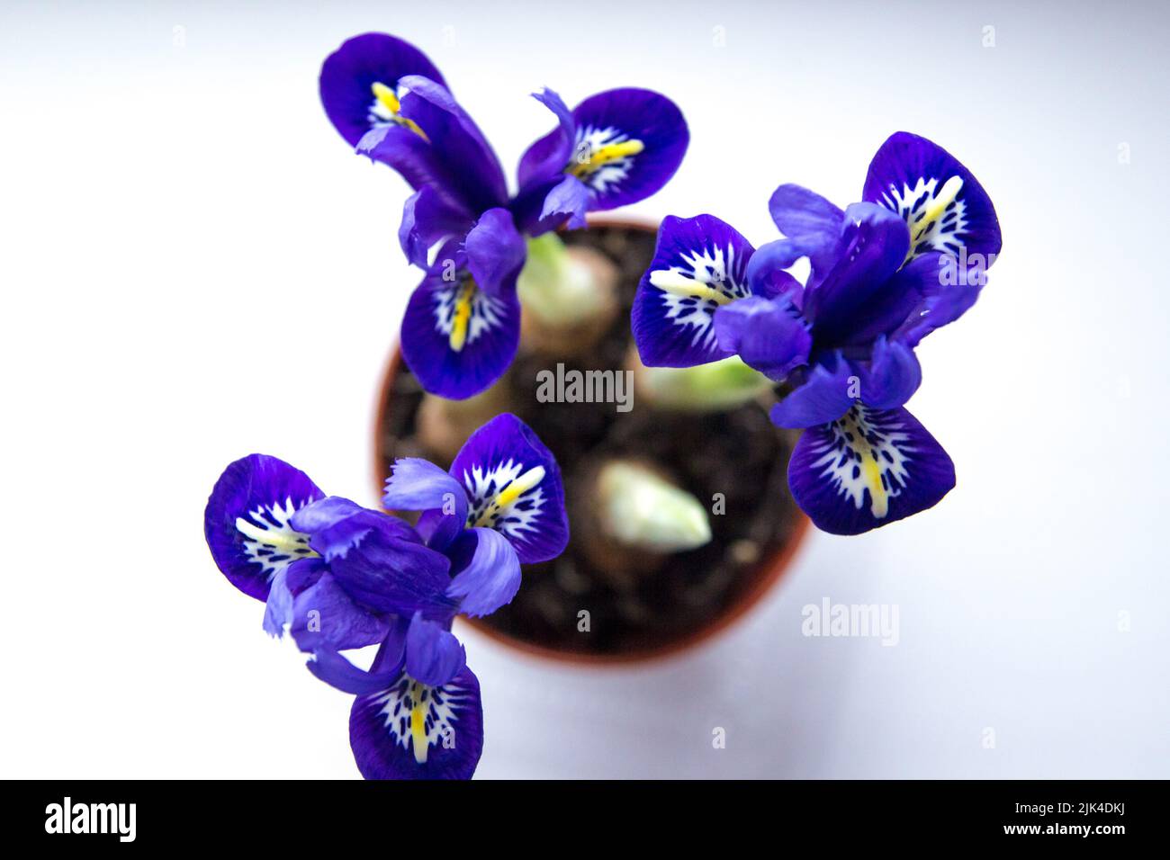 Pot d'iris Banque de photographies et d’images à haute résolution - Alamy