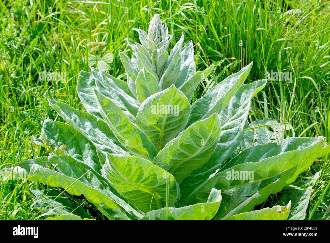 Grand Mullein ou la tige d'Aaron (verbascum thapsus), gros plan de la ...