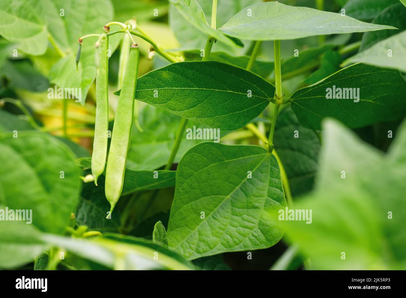 gros plan sur les haricots verts qui poussent dans le potager Photo ...
