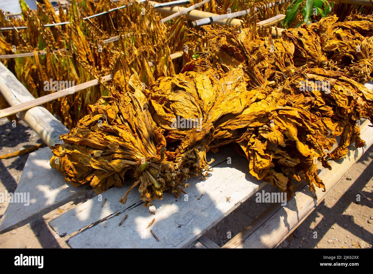 Séchage des feuilles de tabac traditionnelles avec suspension dans un ...