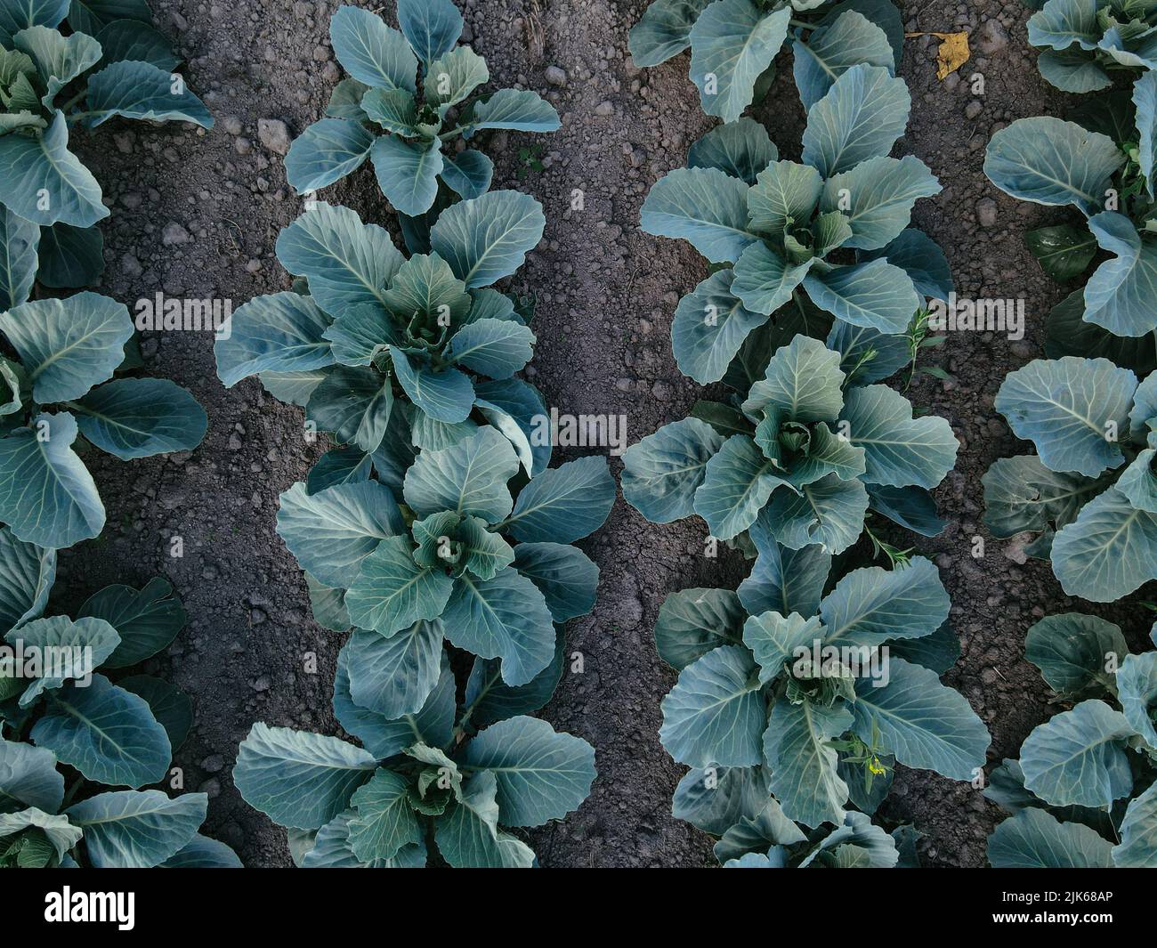 La culture de choux Banque de photographies et d’images à haute ...