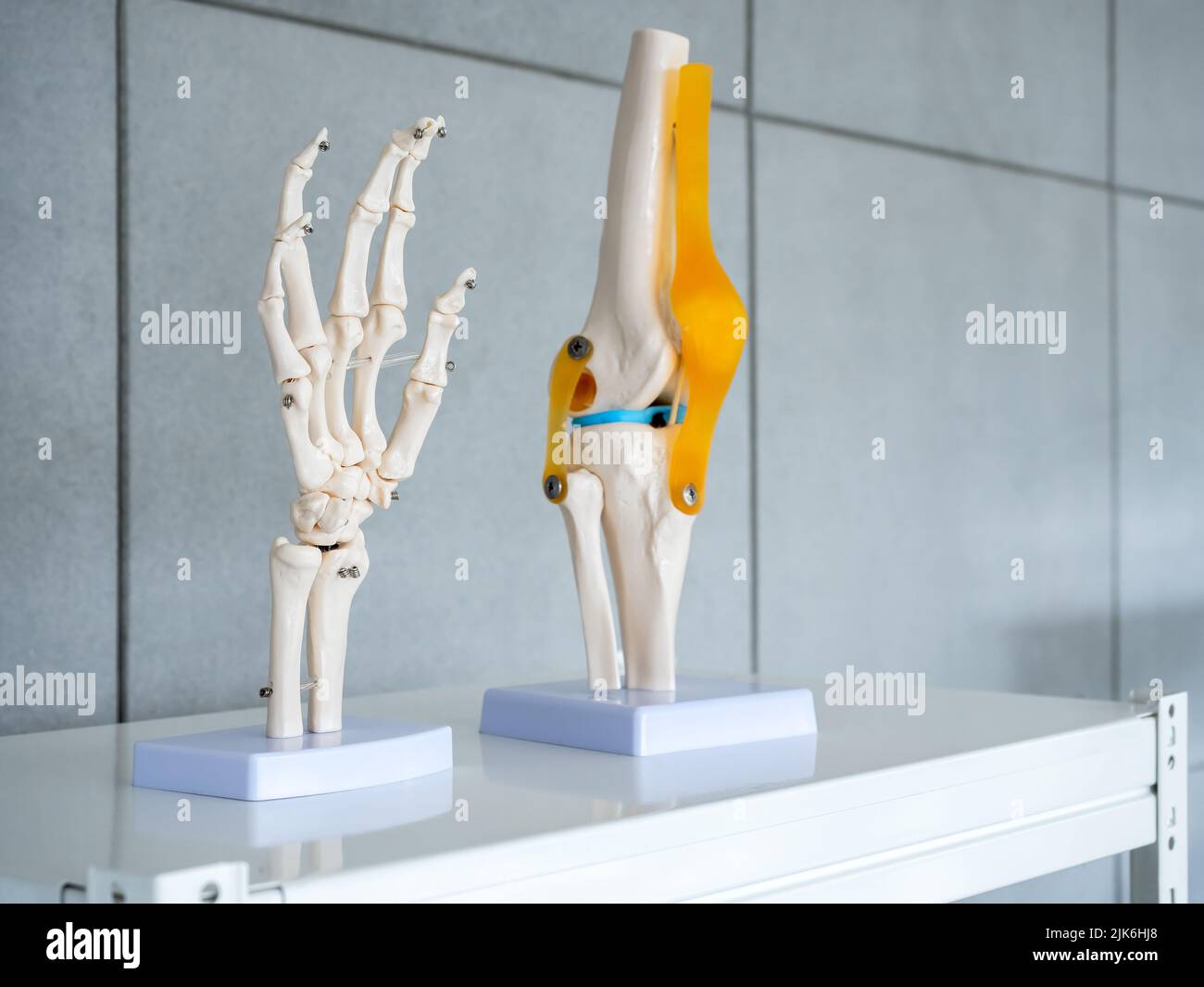 Modèle anatomique humain blanc en gros plan de la main, du poignet et ...