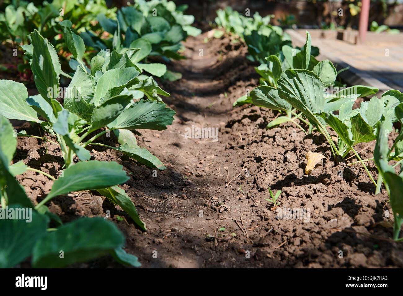 Culture de la plante entière de chou sur le lit de jardin en plein air ...