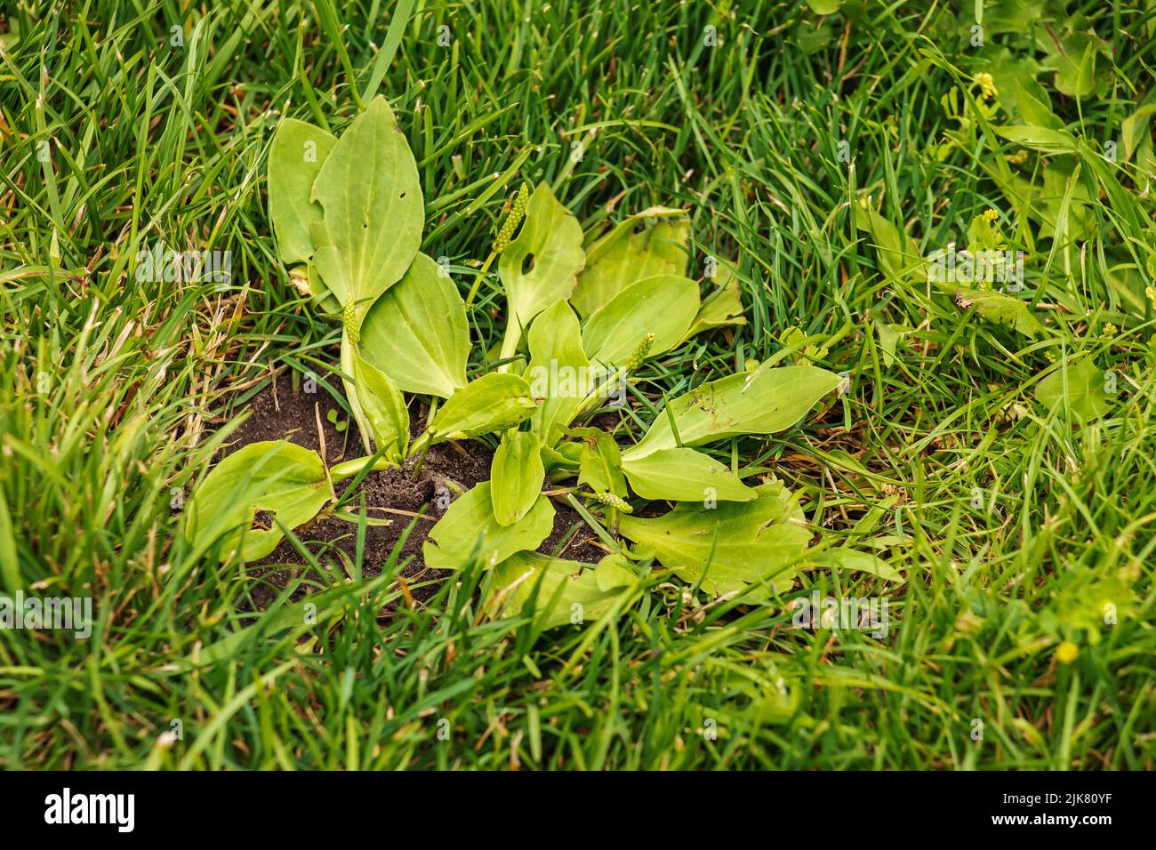 Plantain plant Banque de photographies et d’images à haute résolution ...