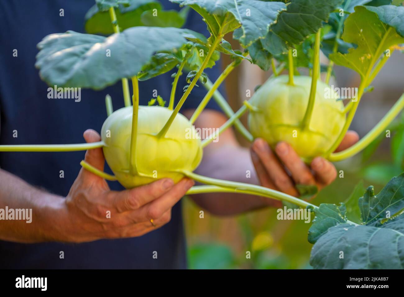 Récolte de chou-rave. Chou-rave mûr avec des feuilles dans les mains ...