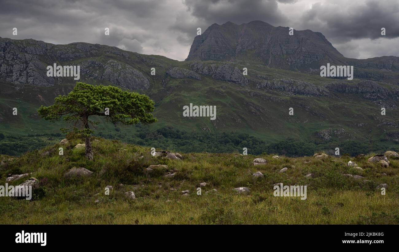 Lone willow tree Banque de photographies et d’images à haute résolution ...