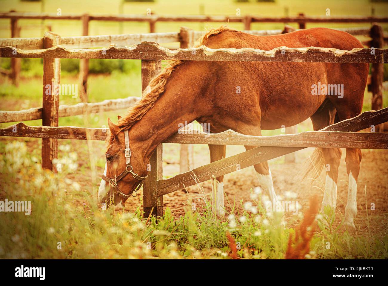 Un beau cheval de sorrel avec une manne curly tombe dans un enclos dans ...