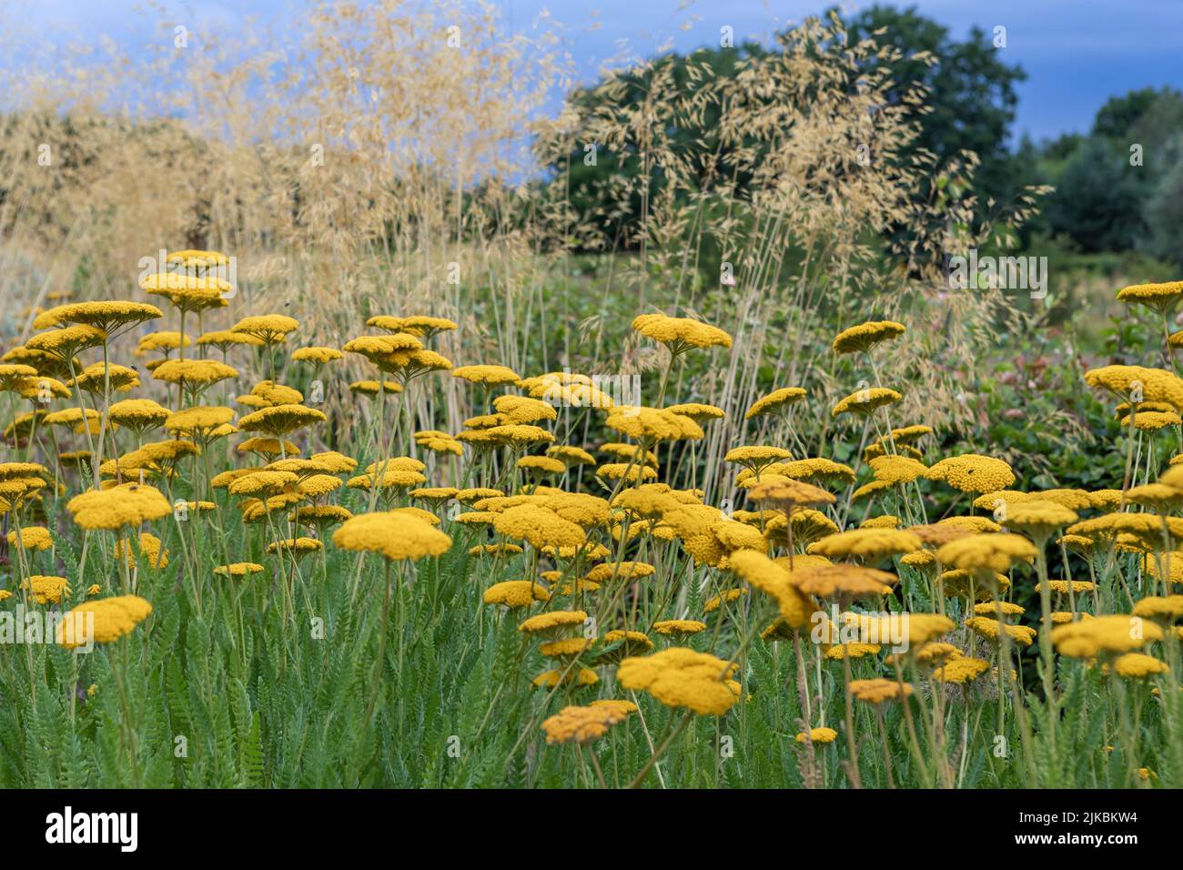 Achillea filipendulina coronation gold Banque de photographies et d ...