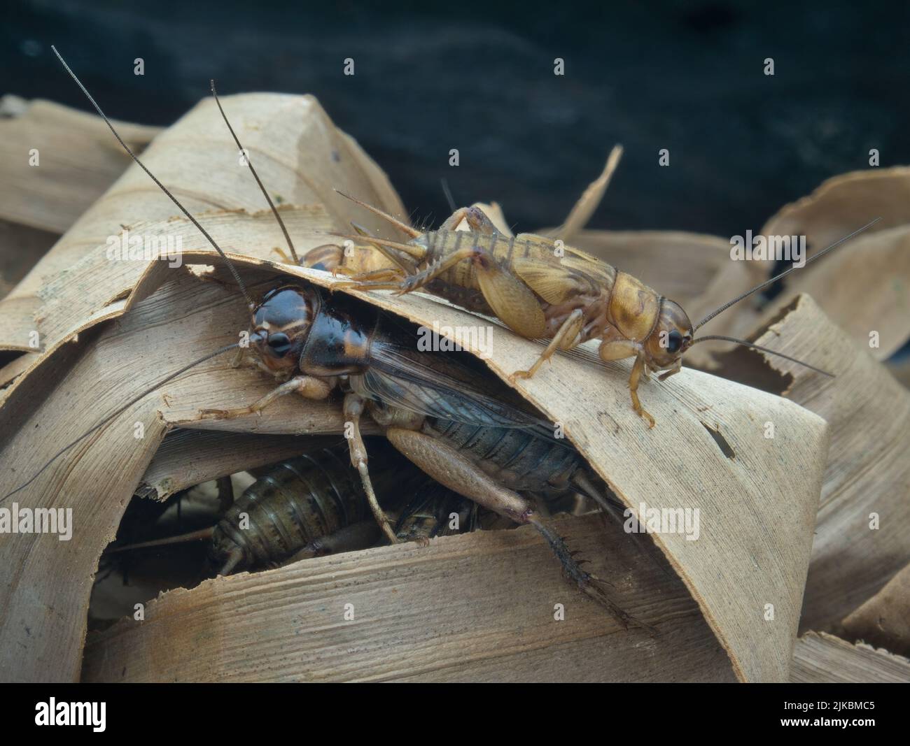 Insectes sur des feuilles de bananier Banque de photographies et d ...