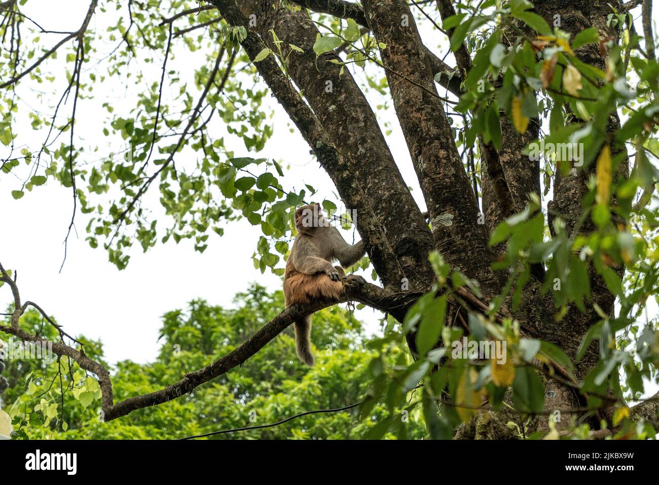 Singe debout Banque de photographies et d’images à haute résolution - Alamy