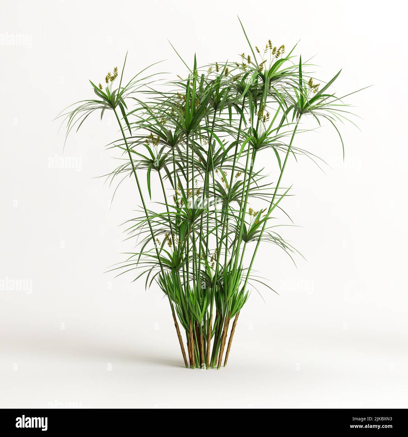 Papyrus cyperus alternifolius Banque de photographies et d’images à ...