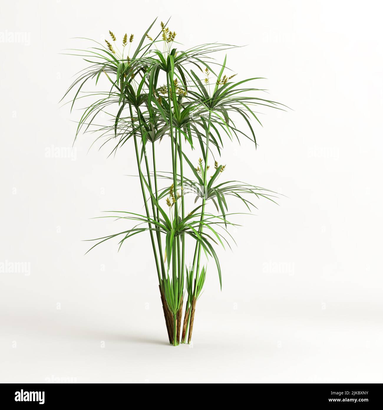 Fleurs de papyrus plante Banque de photographies et d’images à haute ...