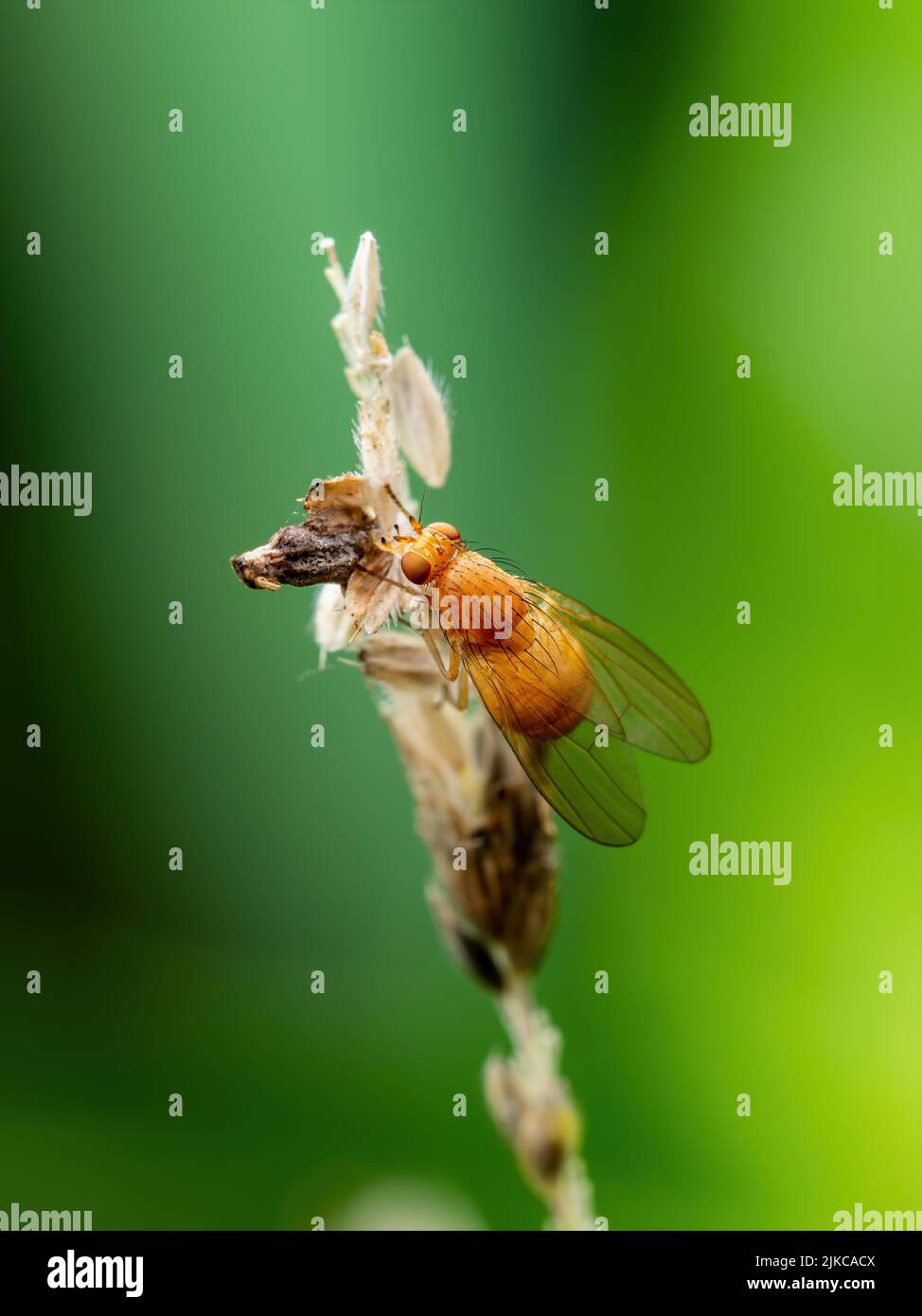 Drosophila melanogaster rouge Banque de photographies et d’images à ...