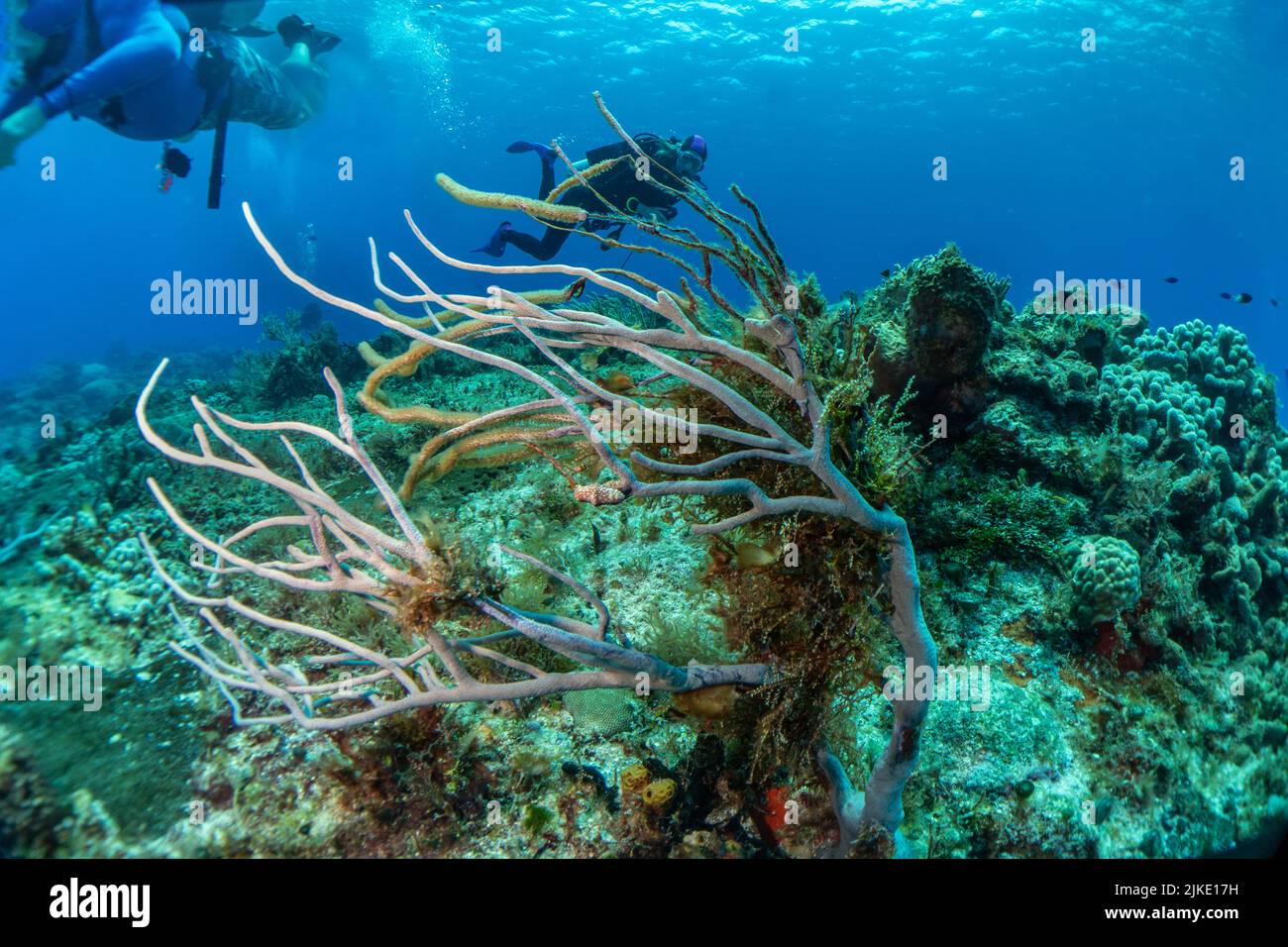 Poisson langue Banque de photographies et d’images à haute résolution ...