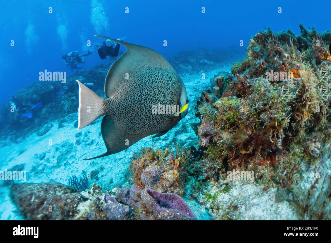 Marine angel fish Banque de photographies et d’images à haute ...