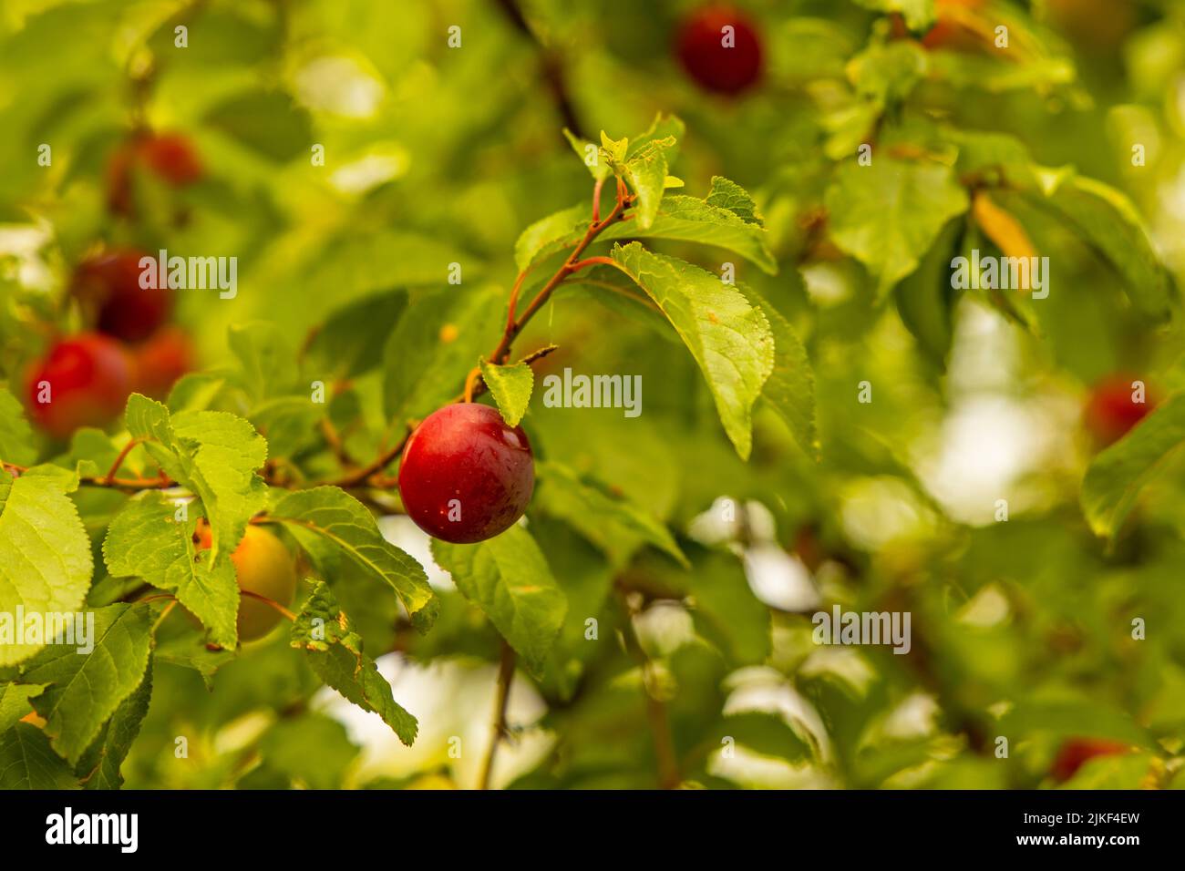 Arbre mirabelles Banque de photographies et d’images à haute résolution ...