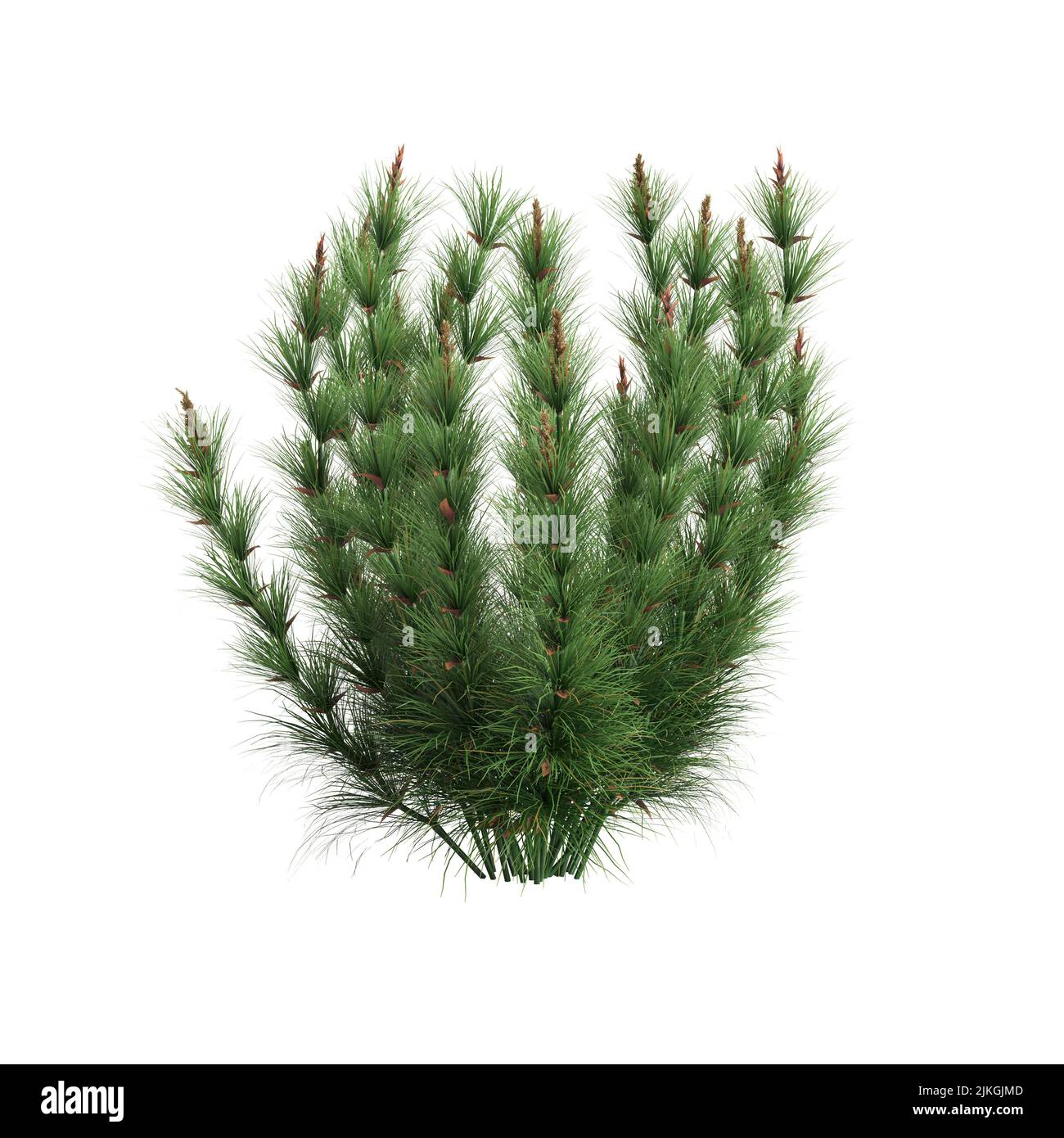 Illustration botanique prêle Banque de photographies et d’images à ...